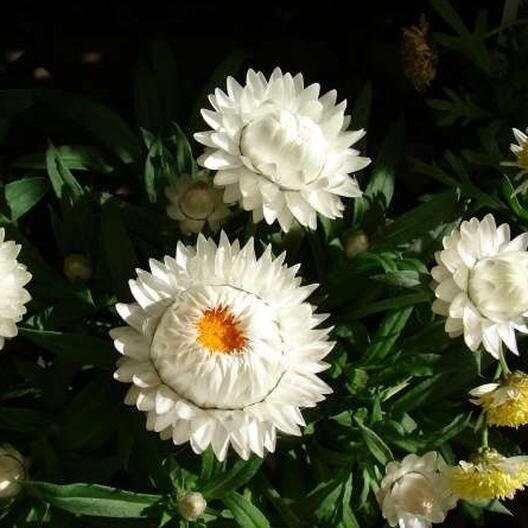 100 Helichrysum White Flower Seeds-White Strawflower Seeds - Etsy 日本