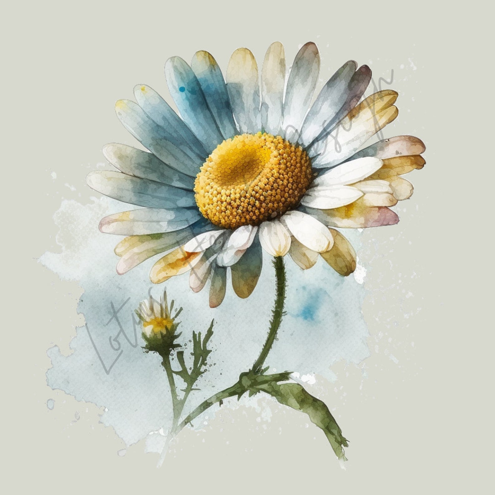 Watercolor Wash Daisy Clipart, April Birth Flower, Transparent ...