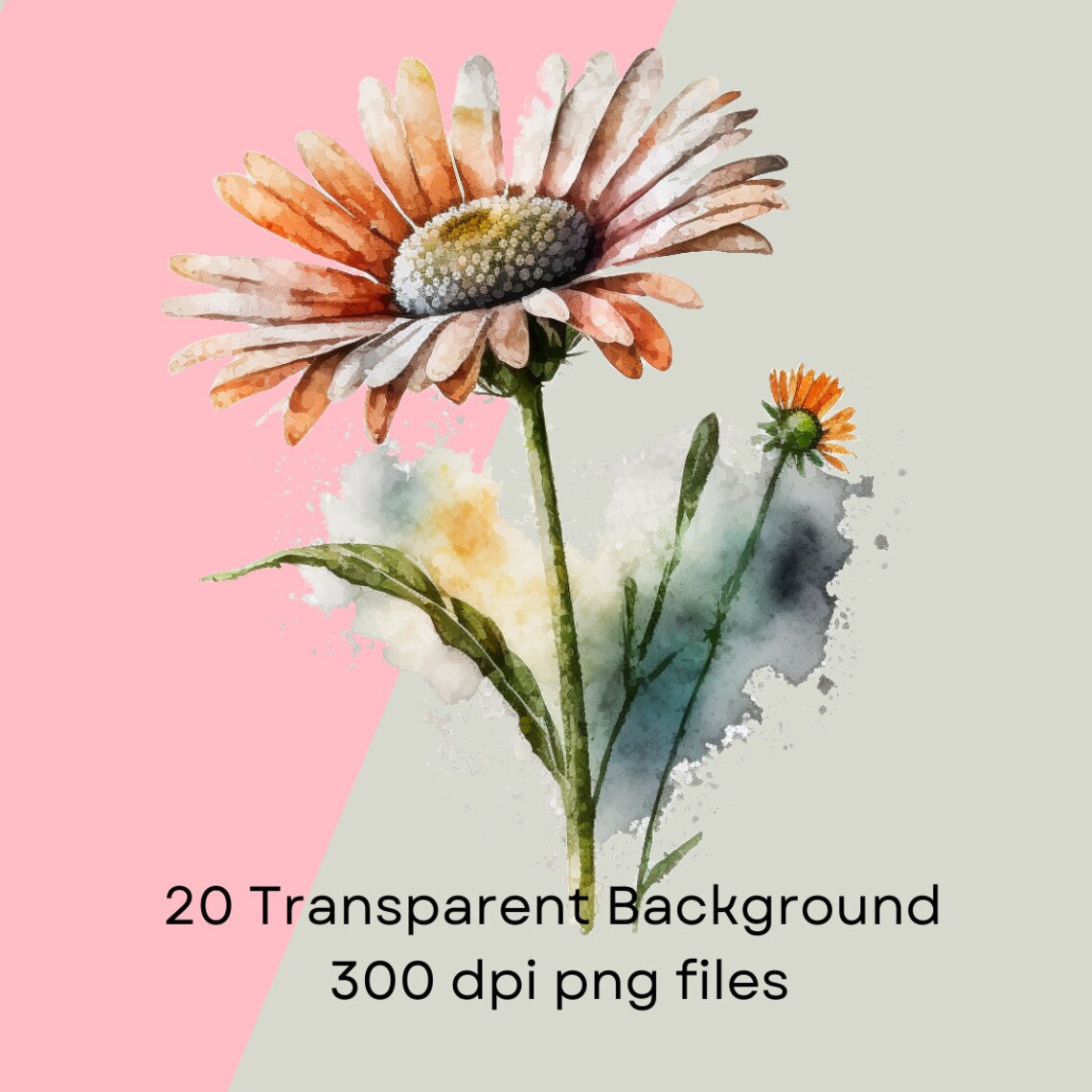 Watercolor Wash Daisy Clipart, April Birth Flower, Transparent ...
