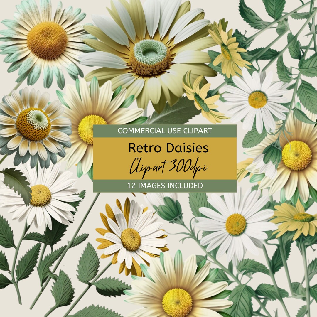 Retro Daisy Daisies Flower Clipart Transparent Background High Quality ...