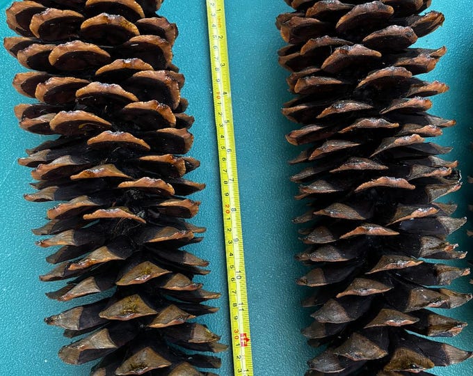 JUMBO Sugar Pine Cones - Etsy