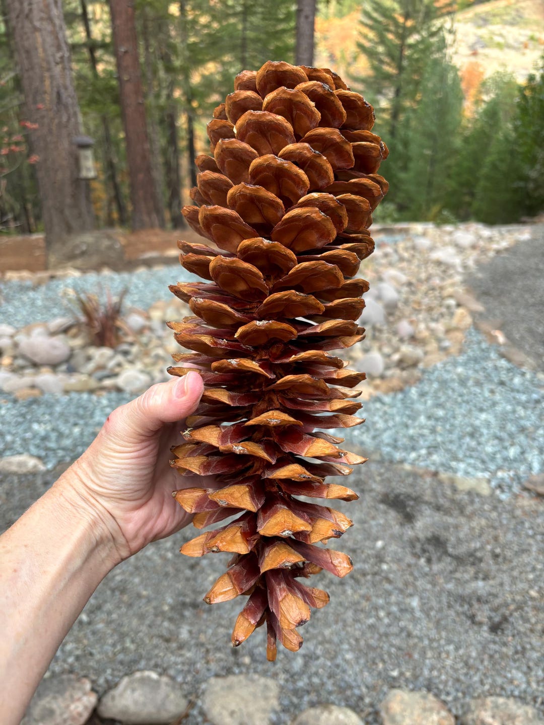 Sugar Pine Cones - Etsy
