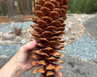 Sugar Pine Cones! 13 - 17 Inches Long...you Choose Size and Quantity - Etsy