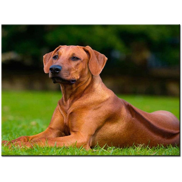 Rhodesian Ridgeback - Etsy