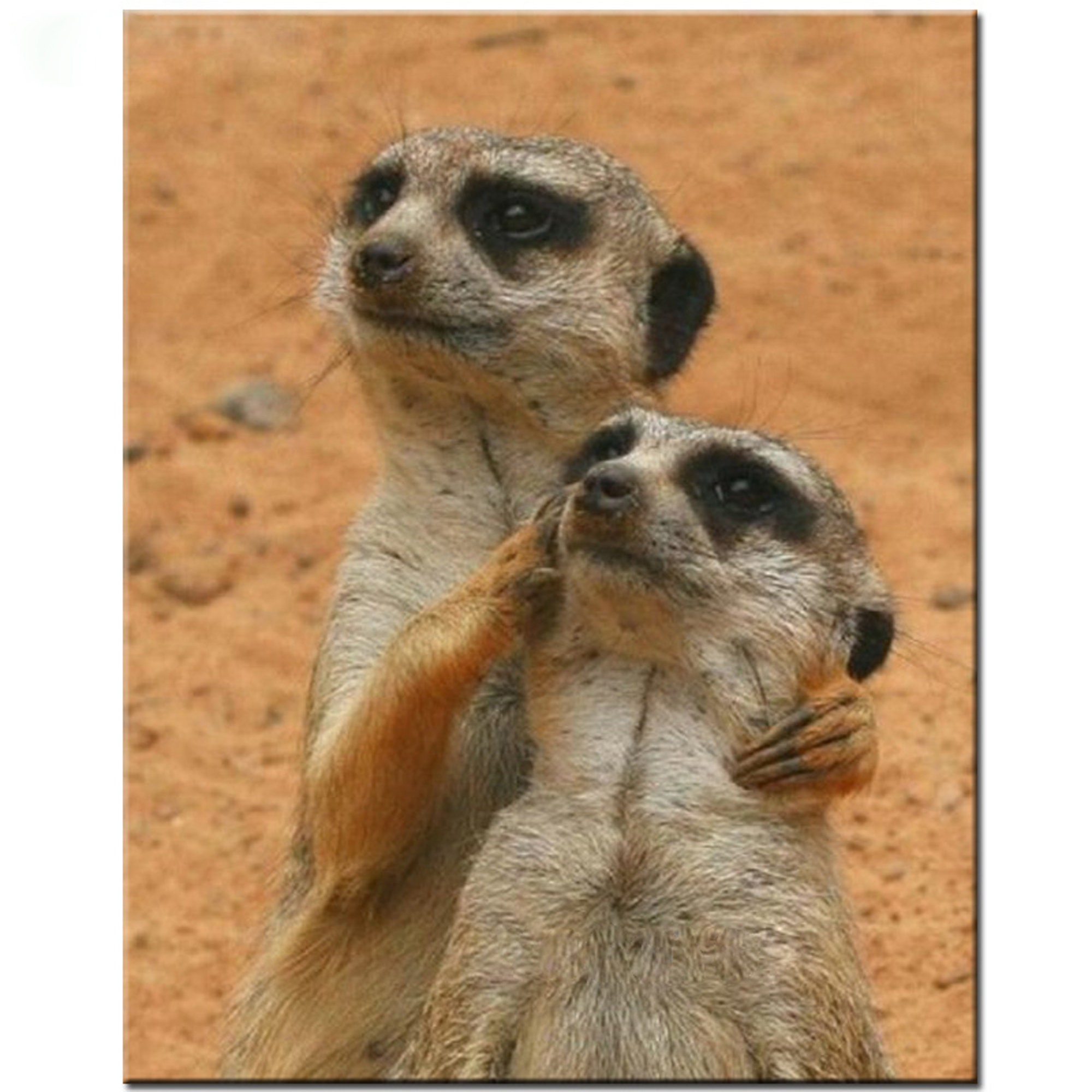 5d diy diamond painting Meerkat full 'square' and | Etsy