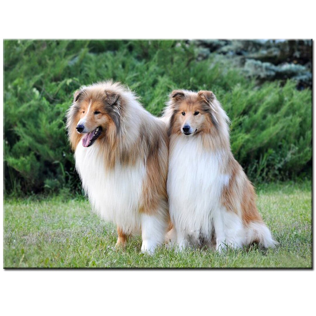 Full Square Round Resin Drill DIY Diamond Painting Sheepdog Sheltie Dog ...