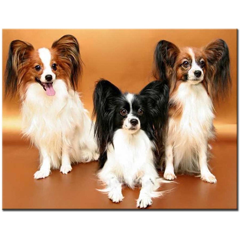 Papillon - Etsy
