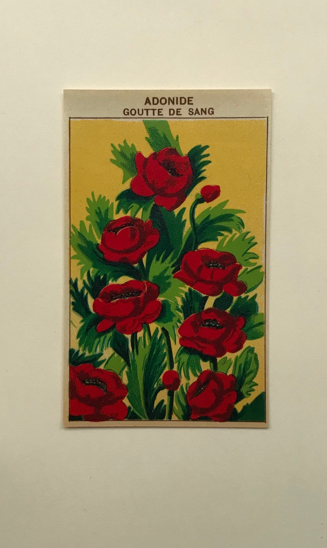 1920s Original Lithographic Flower Illustration From French ...