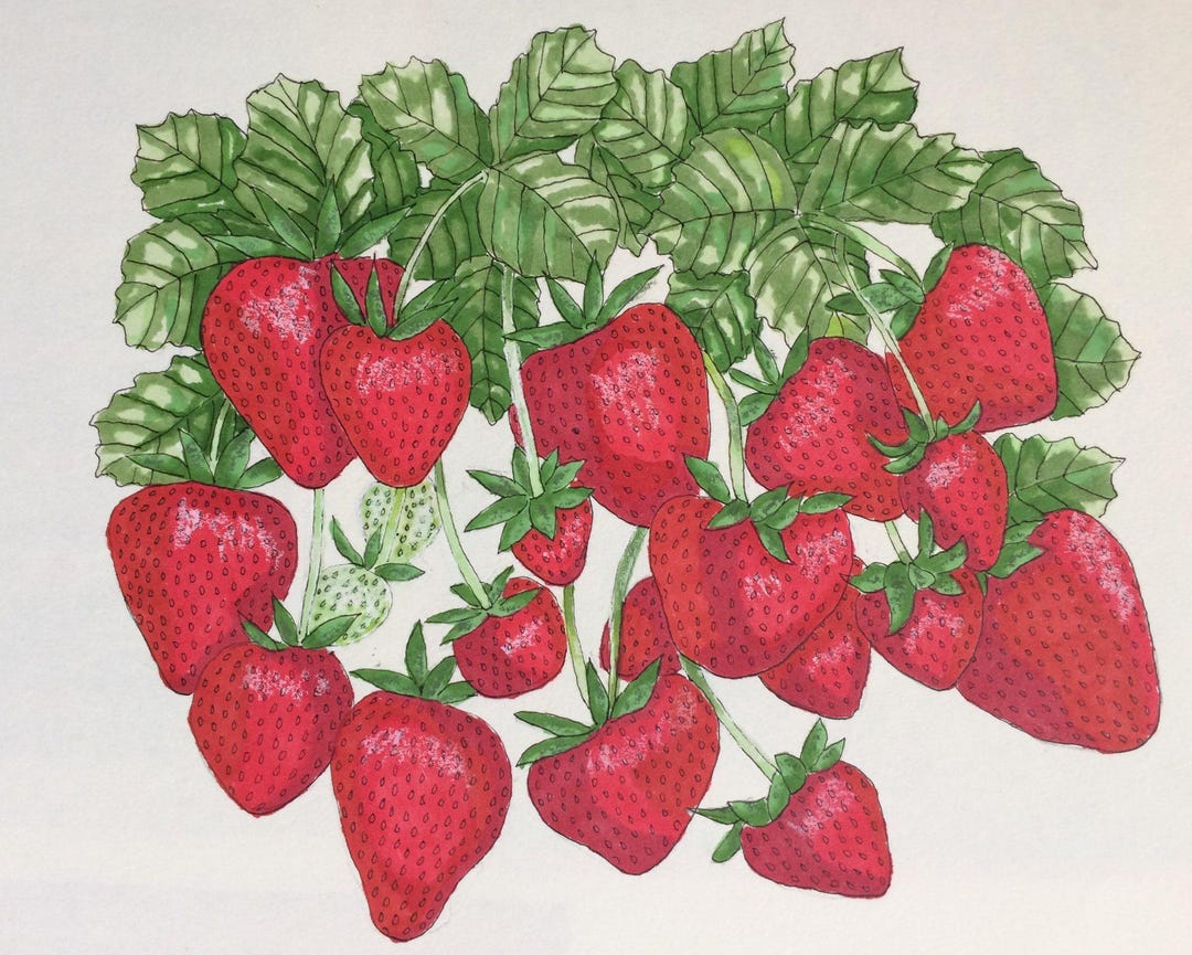 STRAWBERRIES A3 Poster. Print From an Original Screen Print. 16.5x11 ...