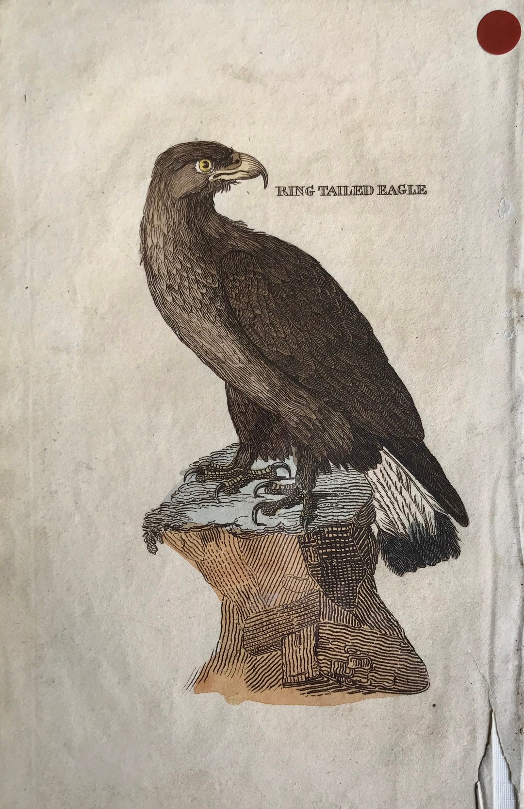 EDWARD DONOVAN Hand Coloured Antique Woodblock Engraving 'ring-tailed ...