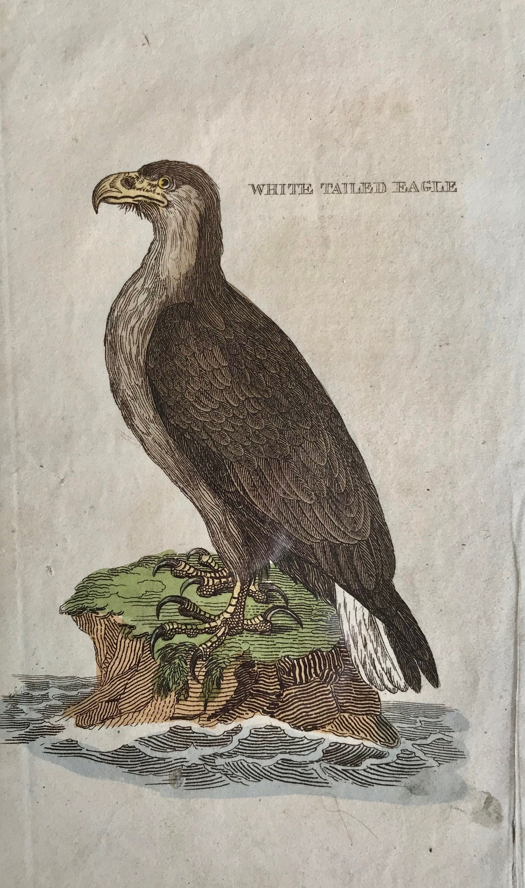 EDWARD DONOVAN Hand Coloured Antique Woodblock Engraving 'white-tailed ...