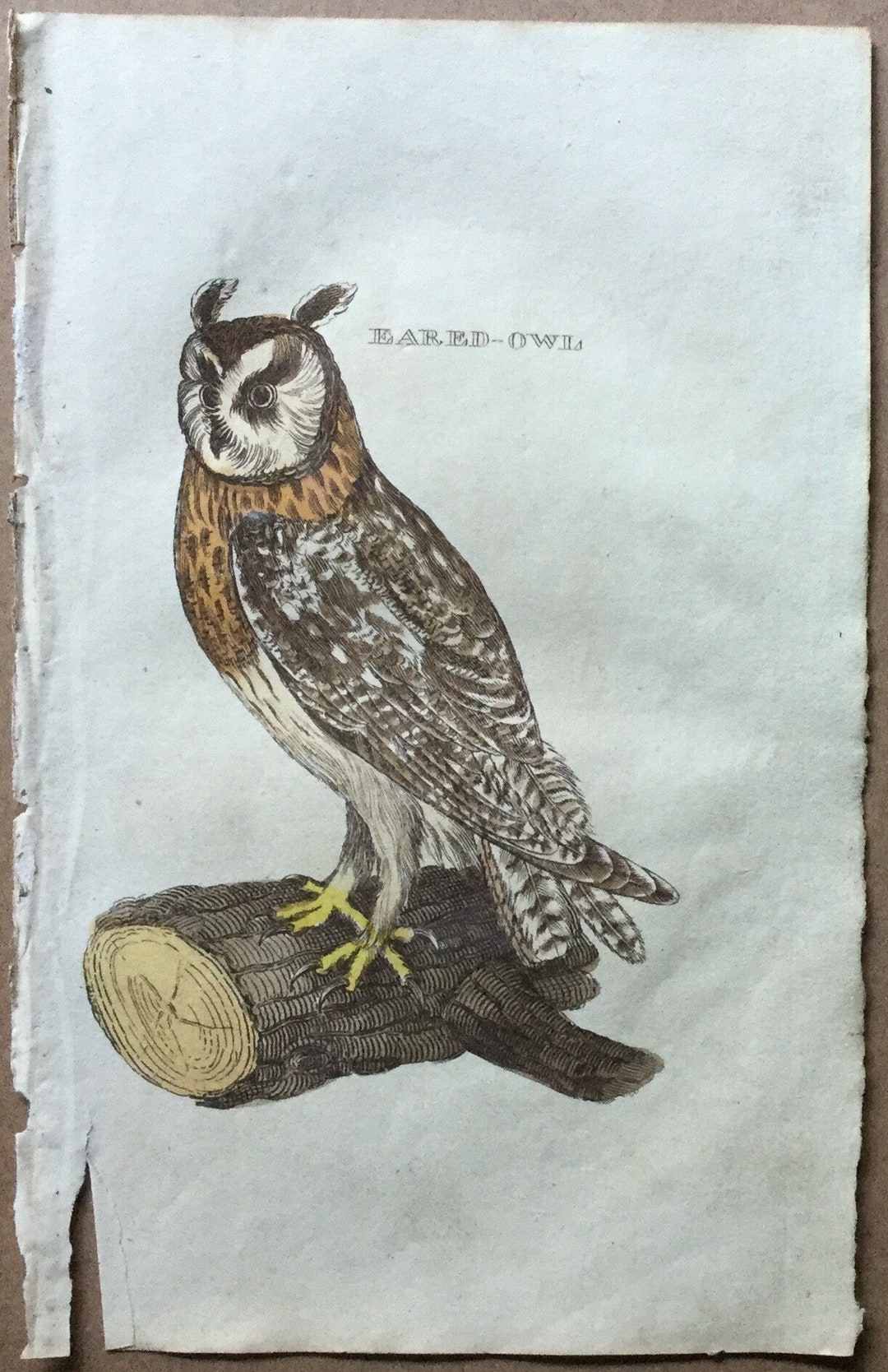 EDWARD DONOVAN Hand Coloured Woodblock Engraving 'eared-owl' Brightly ...