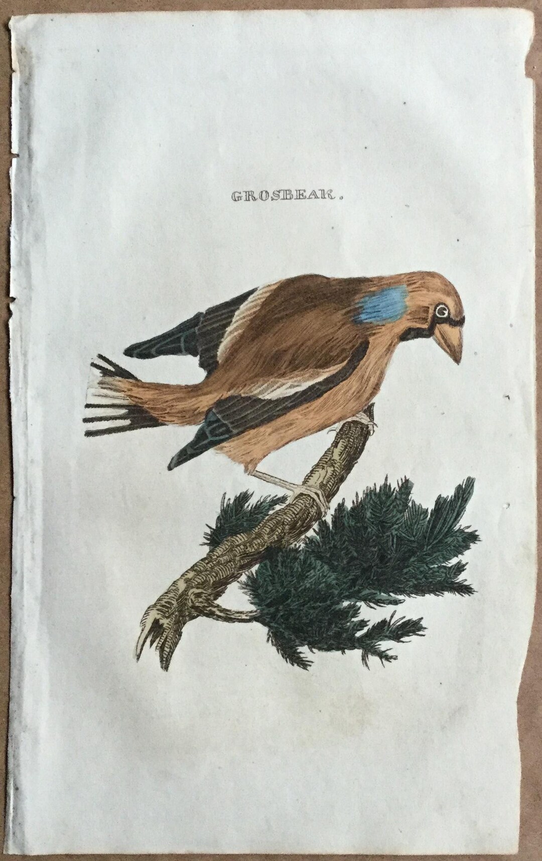 1815 EDWARD DONOVAN Hand Coloured Antique Woodblock Engraving 'grosbeak ...