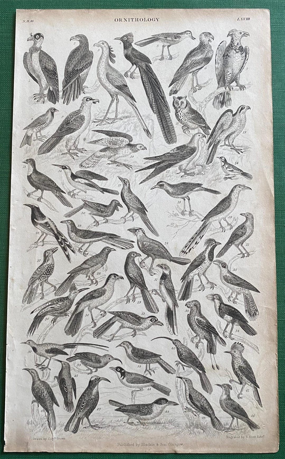 C.1810 'ORNITHOLOGY' Wood Engraving Thomas Brown/r.scott C.9.5x6ins ...