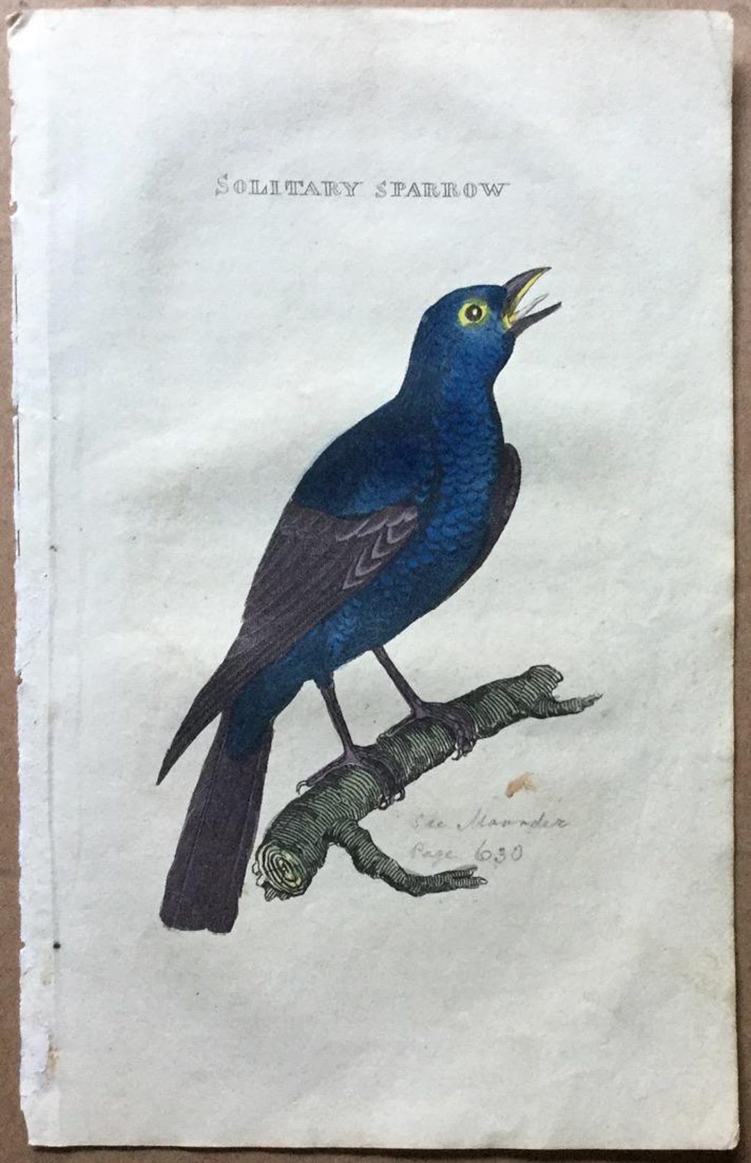 1815 EDWARD DONOVAN Hand Coloured Antique Woodblock Engraving 'solitary ...