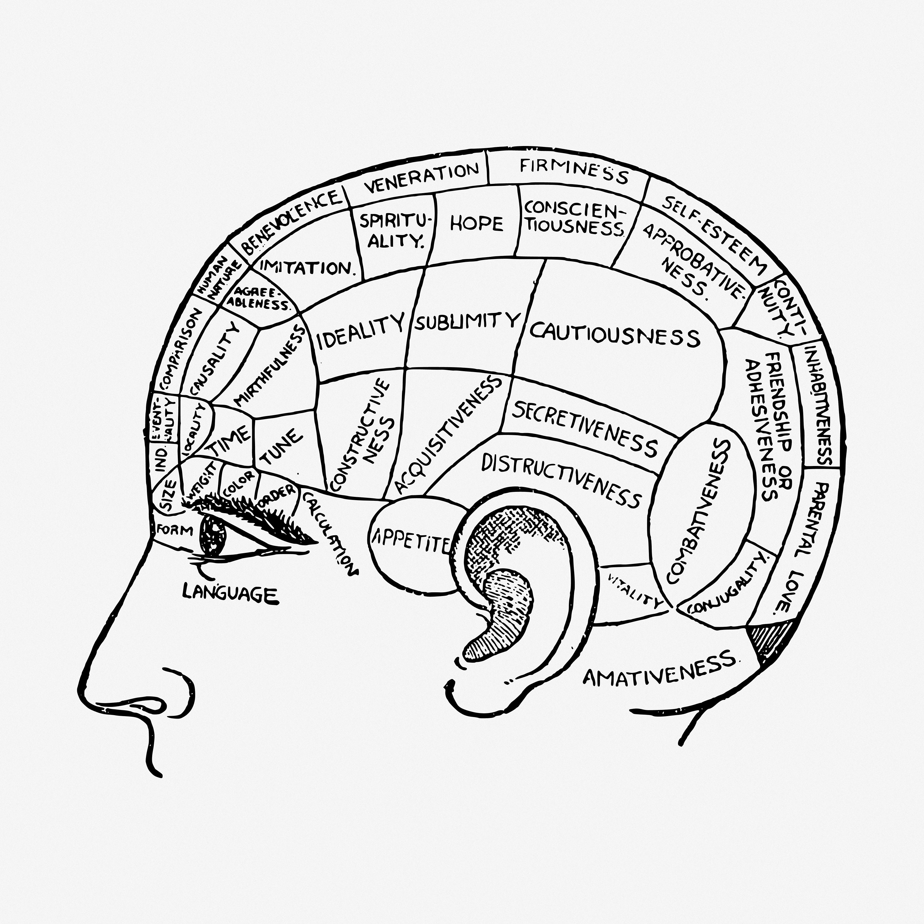 PHRENOLOGY CHART. Vintage Neurology Illustration. Skull. Human Brain. C ...