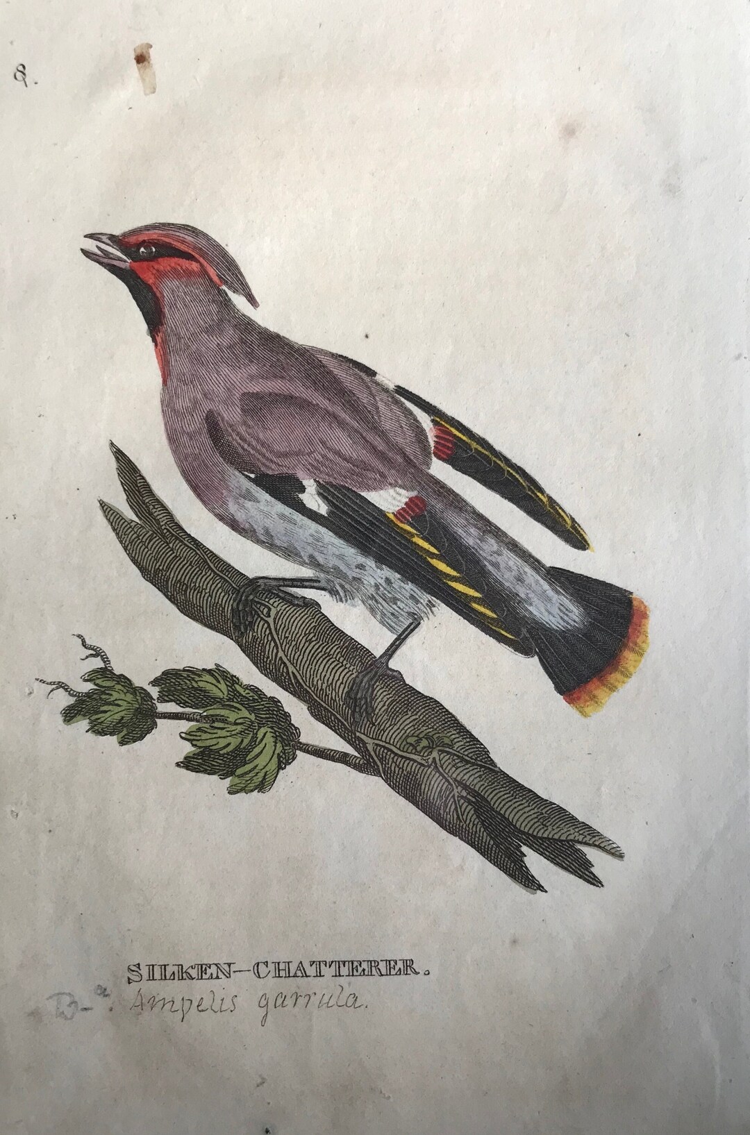 EDWARD DONOVAN Hand Coloured Antique Woodblock Engraving 'silken ...