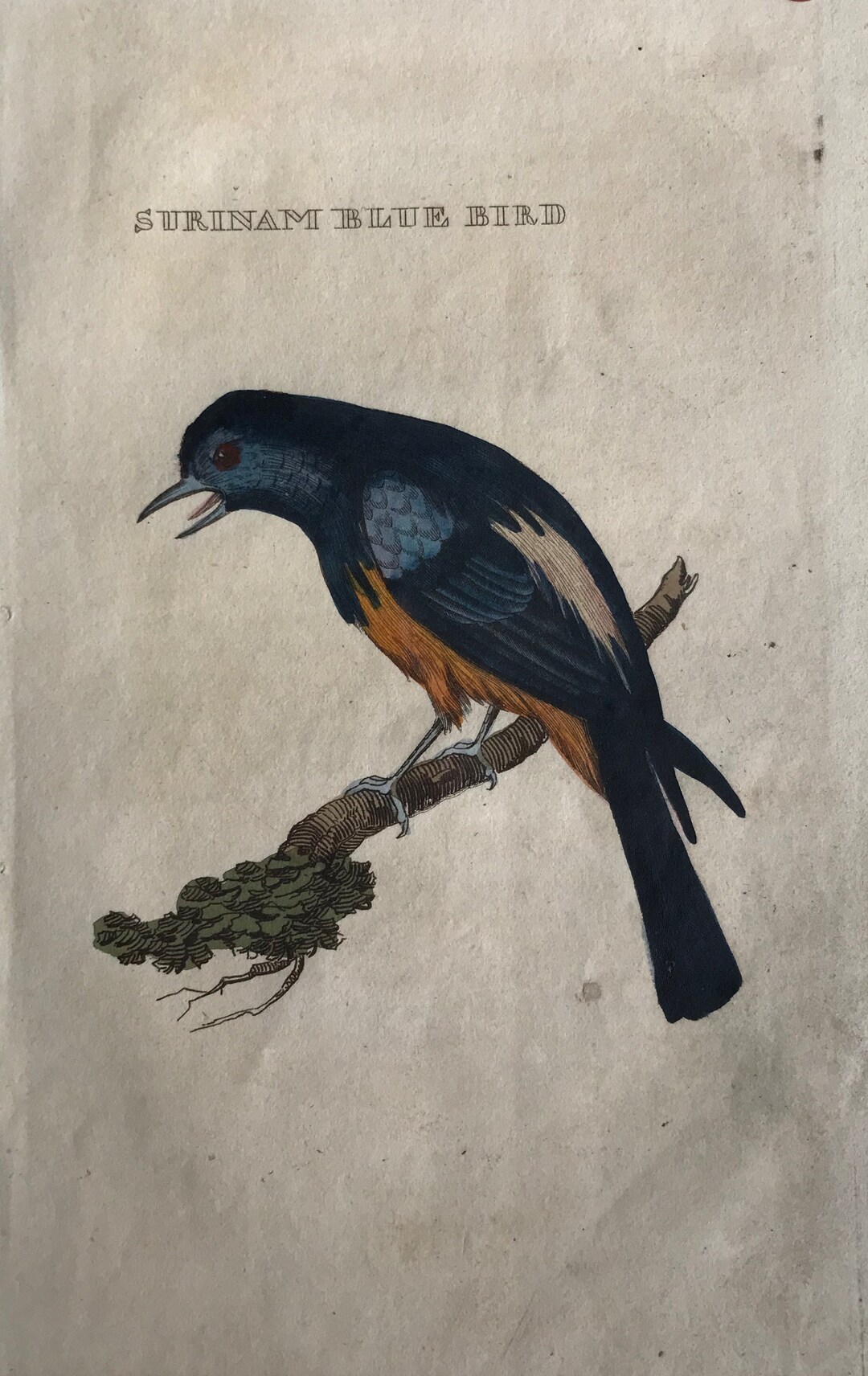 EDWARD DONOVAN Hand Coloured Antique Woodblock Engraving 'surinam Blue ...