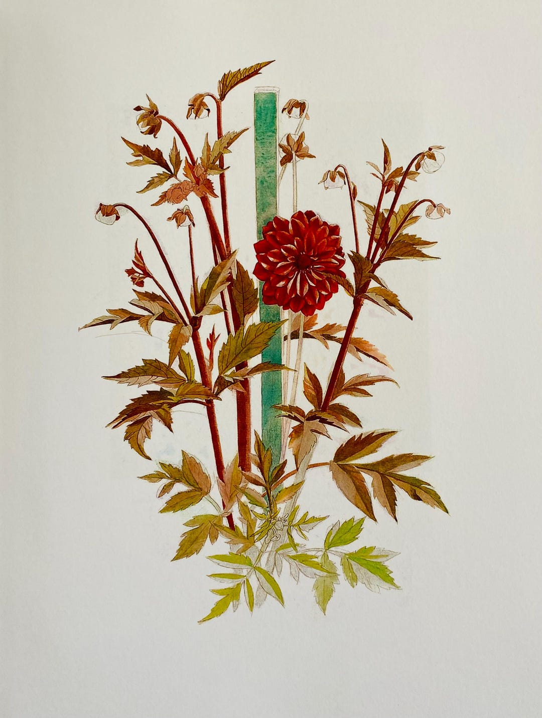 Tirzah Garwood Ravilious Rare Reprint 'dahlias' Ltd Edition Fleece ...