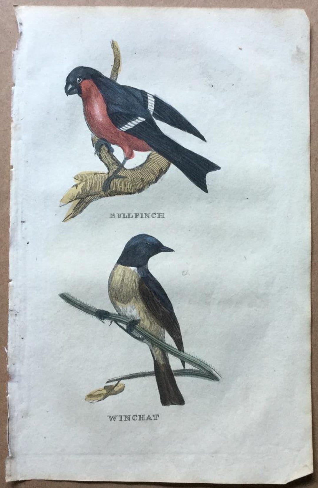 1815 EDWARD DONOVAN Hand Coloured Antique Woodblock Engraving ...