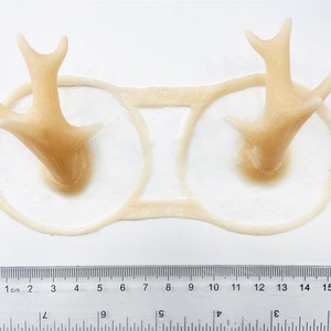 Pack of 2 Unpainted Silicone Prosthetic Antlers - Etsy