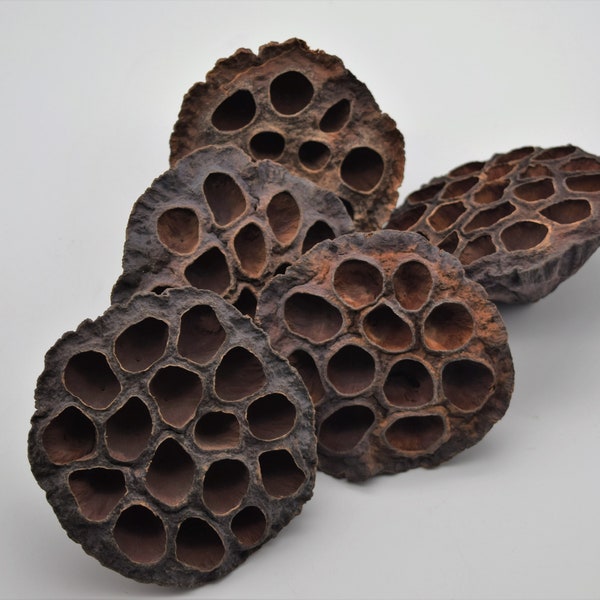 Lotus Pods - Etsy