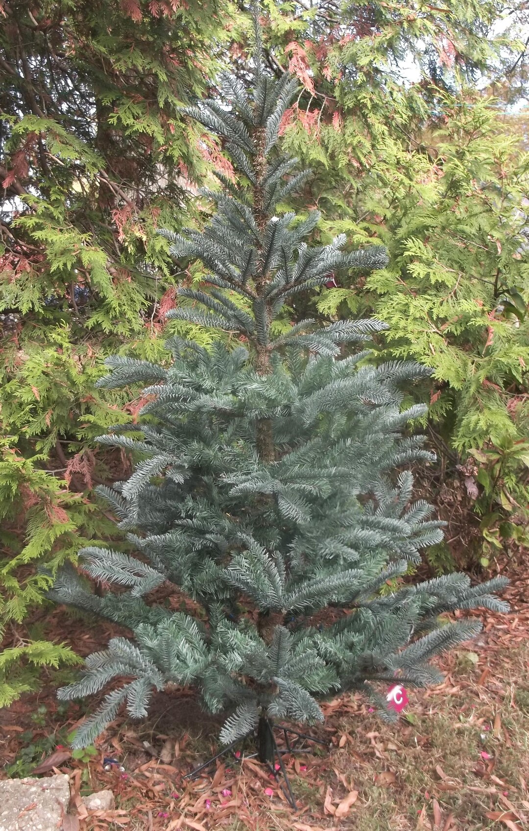 NEW Open Box 5 1/2 - 6 Ft Unlit Sparse CHRISTMAS TREE Lifelike Blue ...