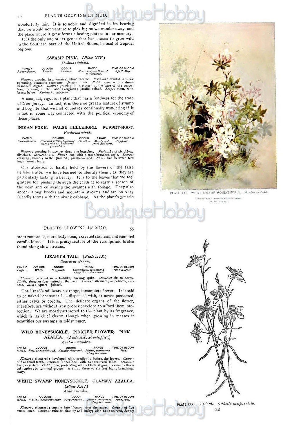 Plant guide wild flowers printable botanical illustrated | Etsy