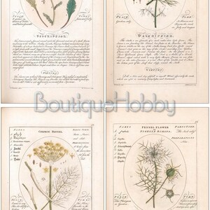 118 Old Botanical Medicine Herbal Illustrations,botanicum Medicinale ...