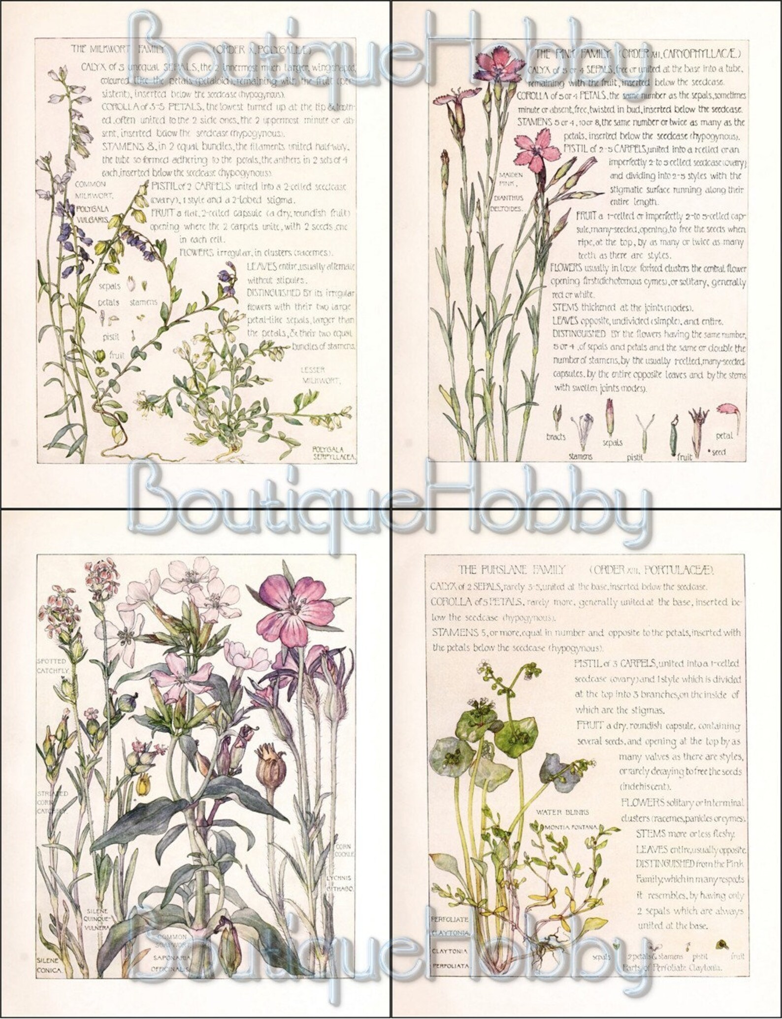 Vintage Wild Flowers,botanical Collage Book,instant Download Book Pages ...