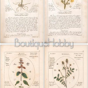 118 Old Botanical Medicine Herbal Illustrations,botanicum Medicinale ...
