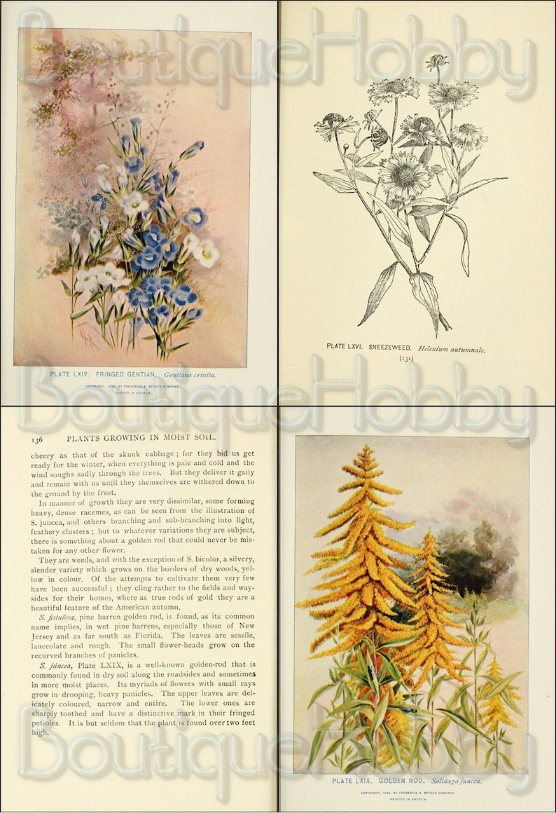 Plant Guide Wild Flowers Printable Botanical Illustrated - Etsy