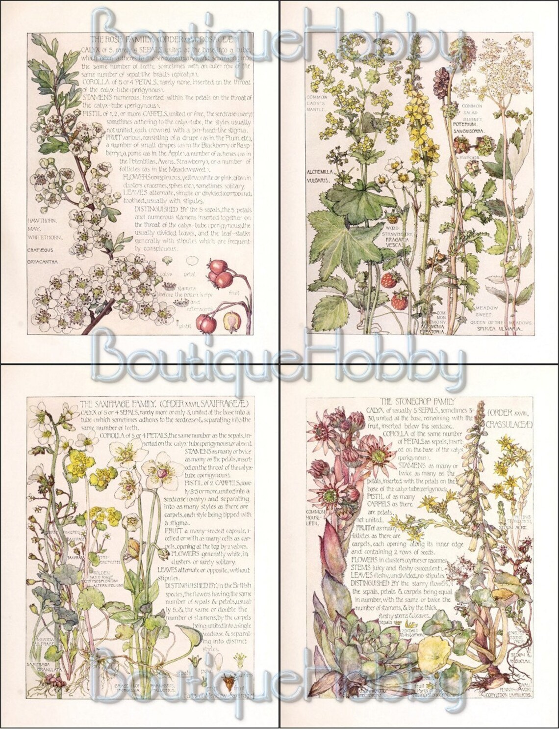 Vintage Wild Flowers,botanical Collage Book,instant Download Book Pages ...