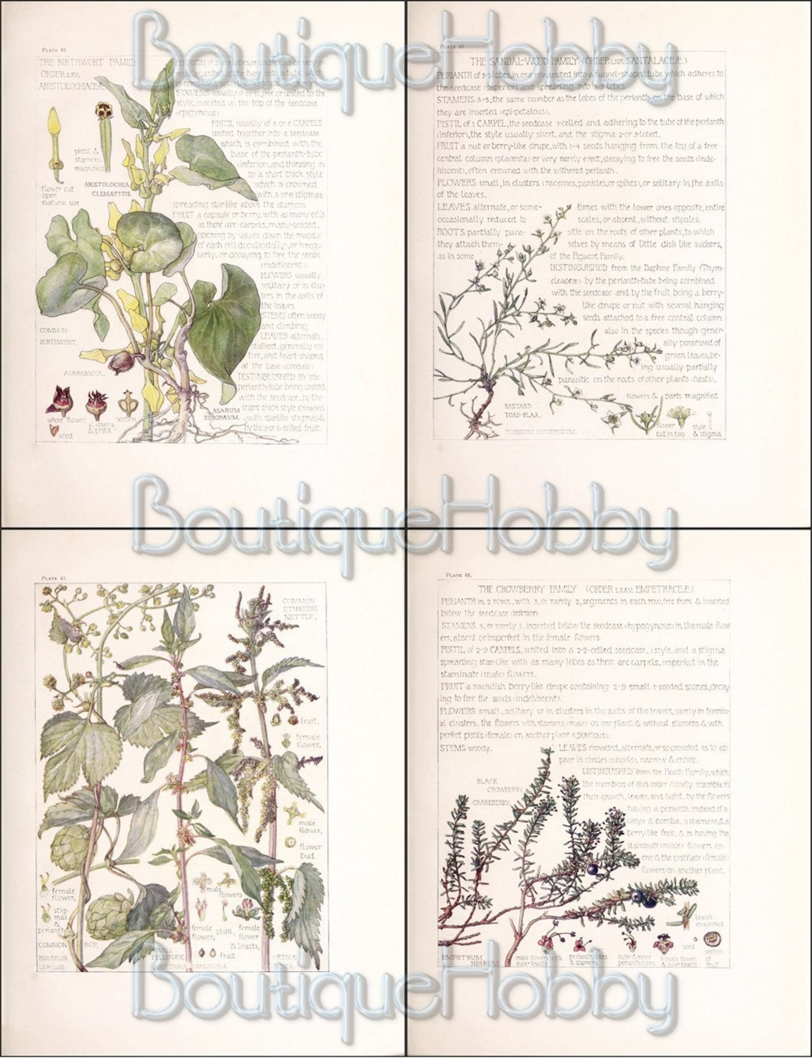 Vintage Wild Flowers,botanical Collage Book,instant Download Book Pages ...