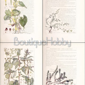 Vintage Wild Flowers,botanical Collage Book,instant Download Book Pages ...