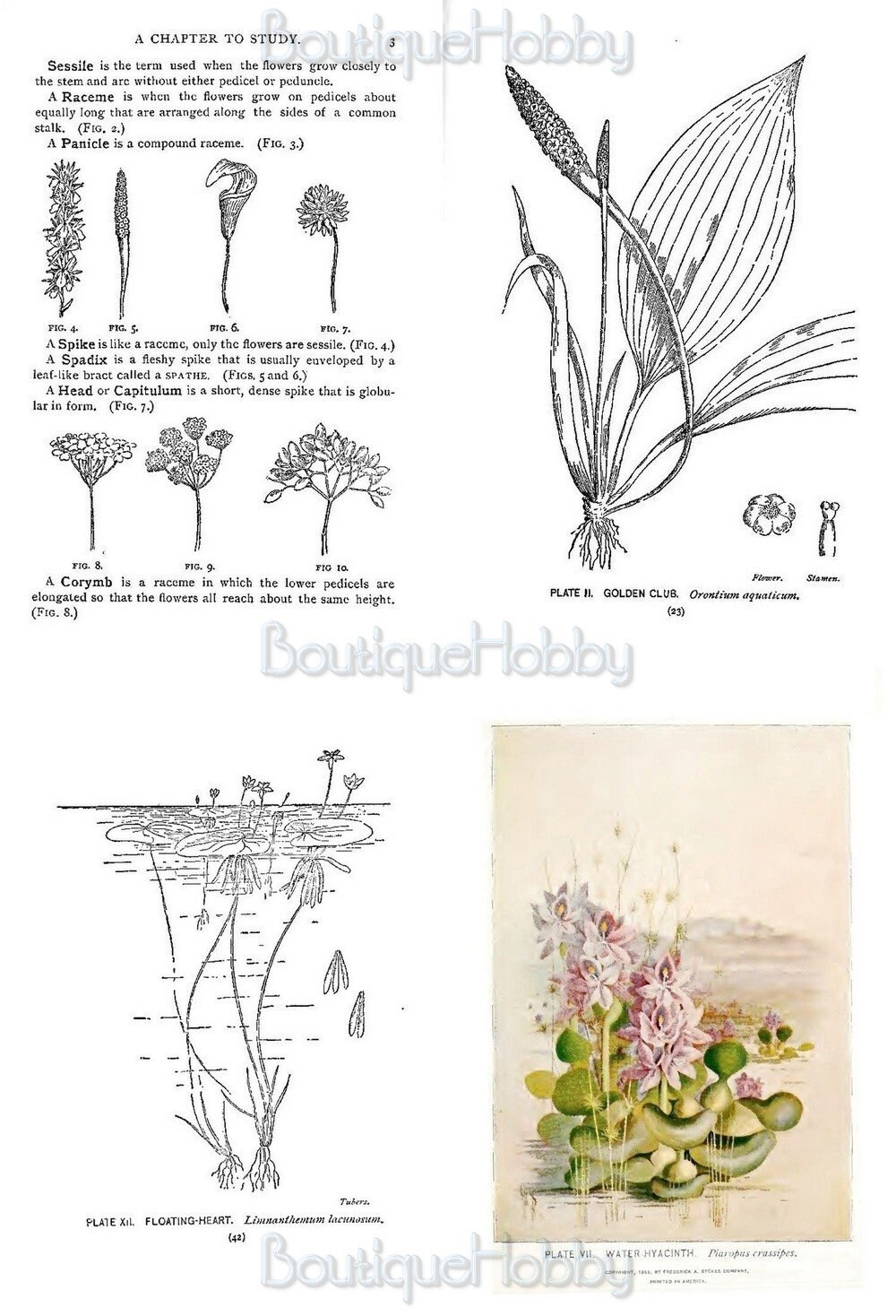 Plant guide wild flowers printable botanical illustrated | Etsy