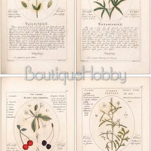 118 Old Botanical Medicine Herbal Illustrations,botanicum Medicinale ...