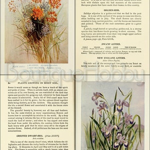 Plant Guide Wild Flowers Printable Botanical Illustrated Book ...