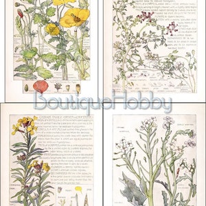 Vintage Wild Flowers,botanical Collage Book,instant Download Book Pages ...
