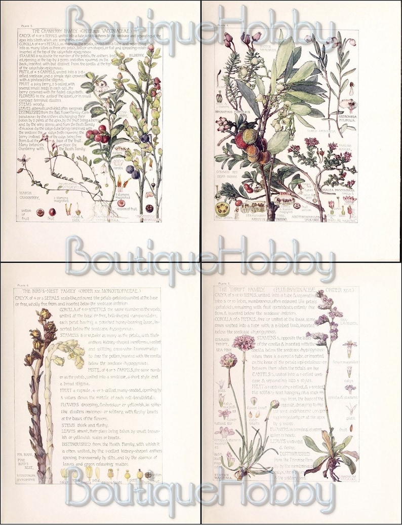 Vintage Wild Flowers,botanical Collage Book,instant Download Book Pages ...