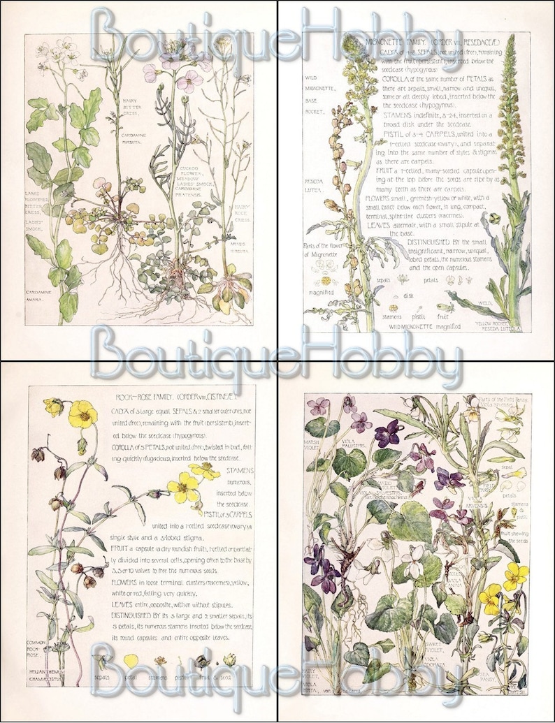 Vintage Wild Flowers,botanical Collage Book,instant Download Book Pages ...