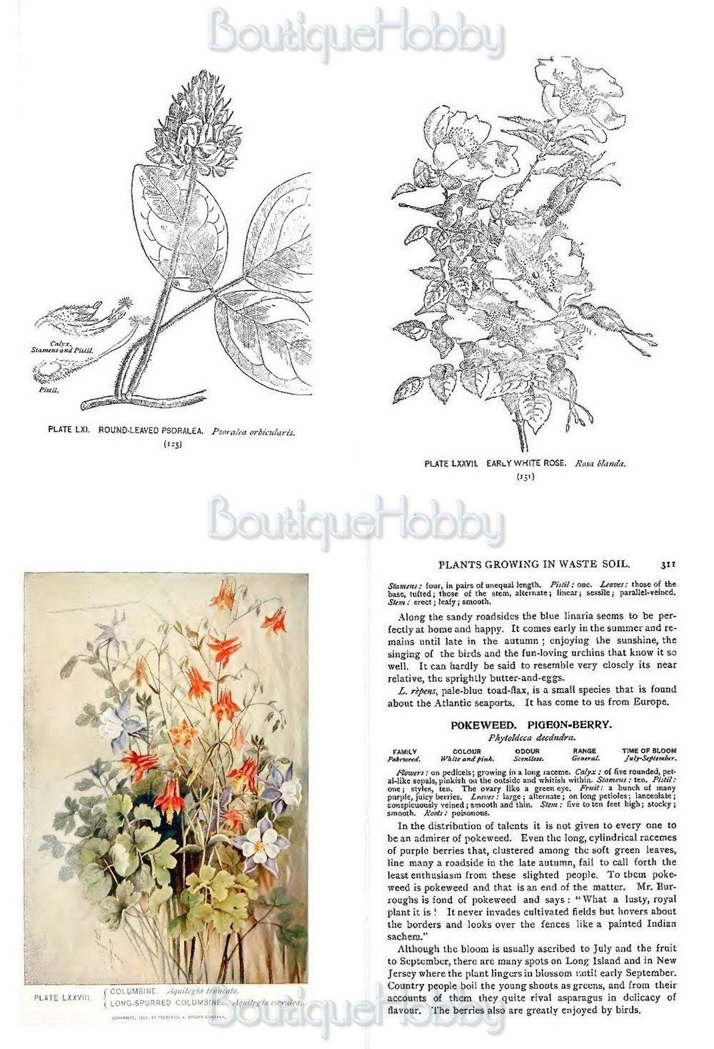 Plant guide wild flowers printable botanical illustrated | Etsy
