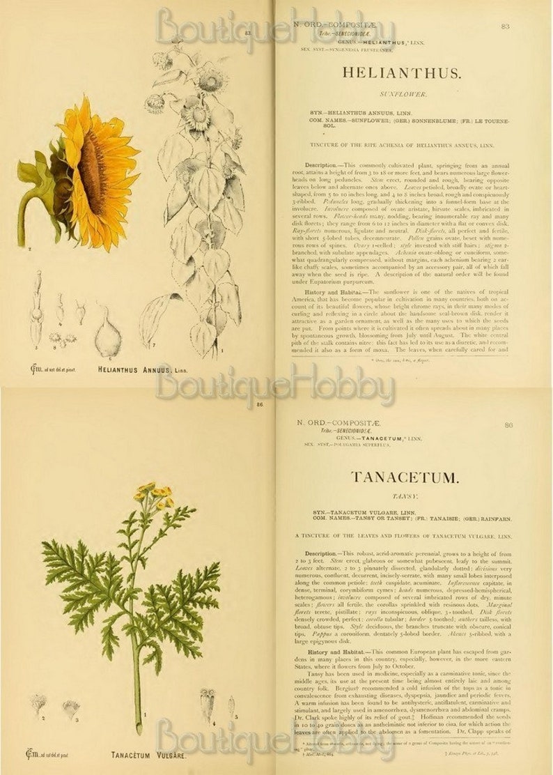 Vintage American Book Botanical Medicinal Plants,illustrated Plant Book ...
