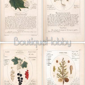 118 Old Botanical Medicine Herbal Illustrations,botanicum Medicinale ...