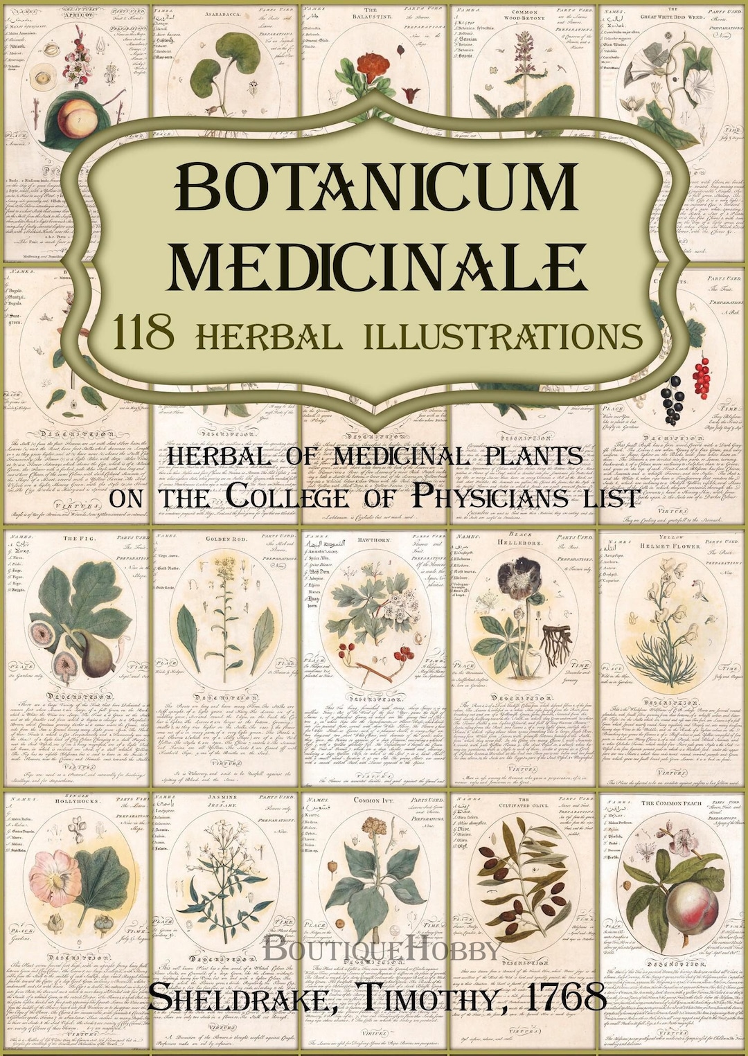 118 Old Botanical Medicine Herbal Illustrations,botanicum Medicinale ...