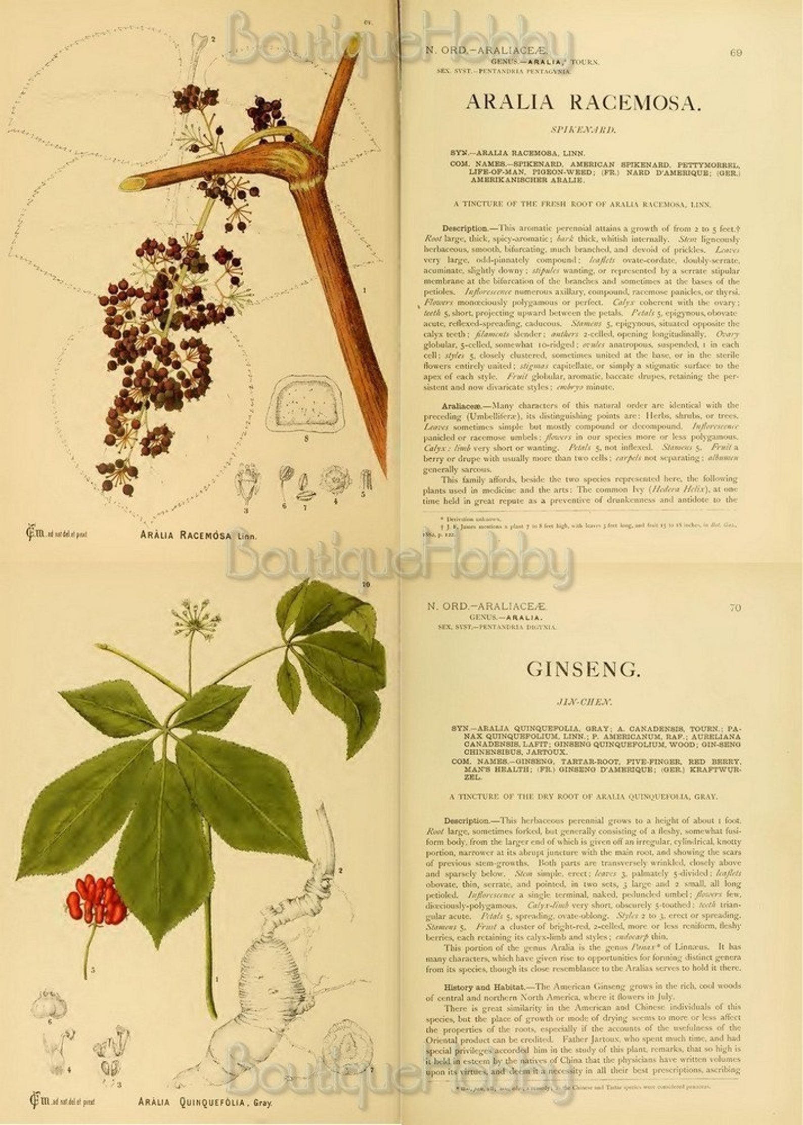 Vintage American Book Botanical Medicinal Plants,illustrated Plant Book ...