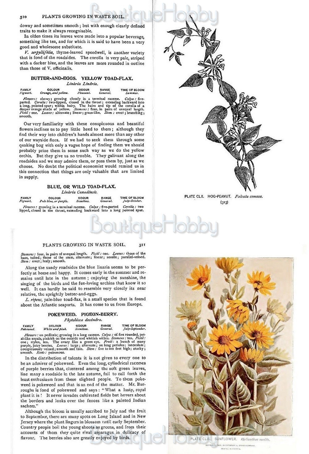 Plant guide wild flowers printable botanical illustrated | Etsy