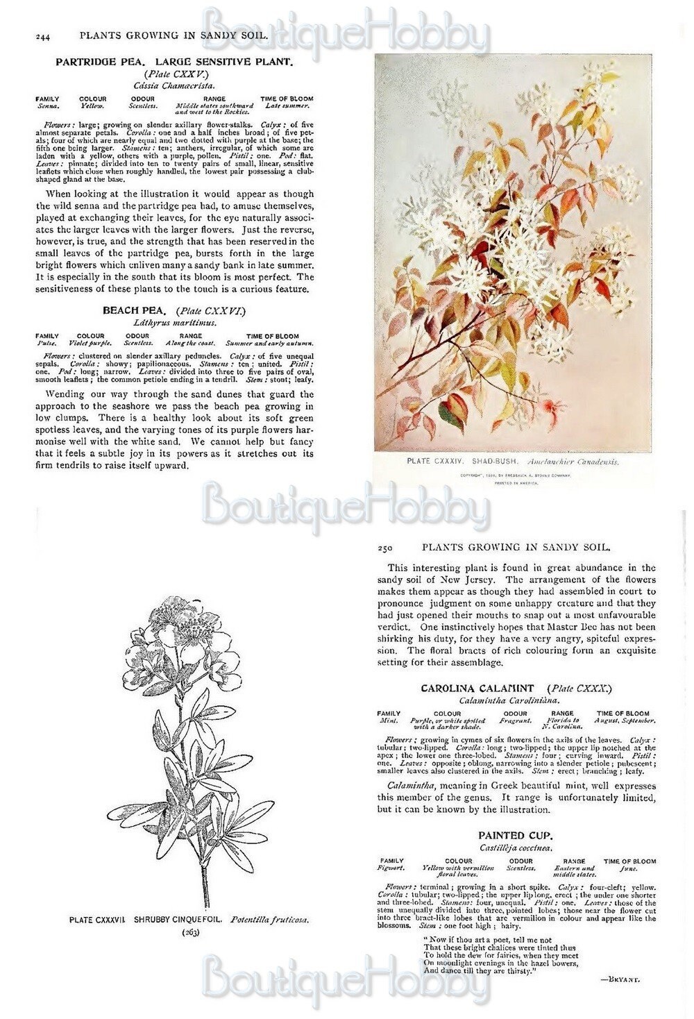 Plant guide wild flowers printable botanical illustrated | Etsy