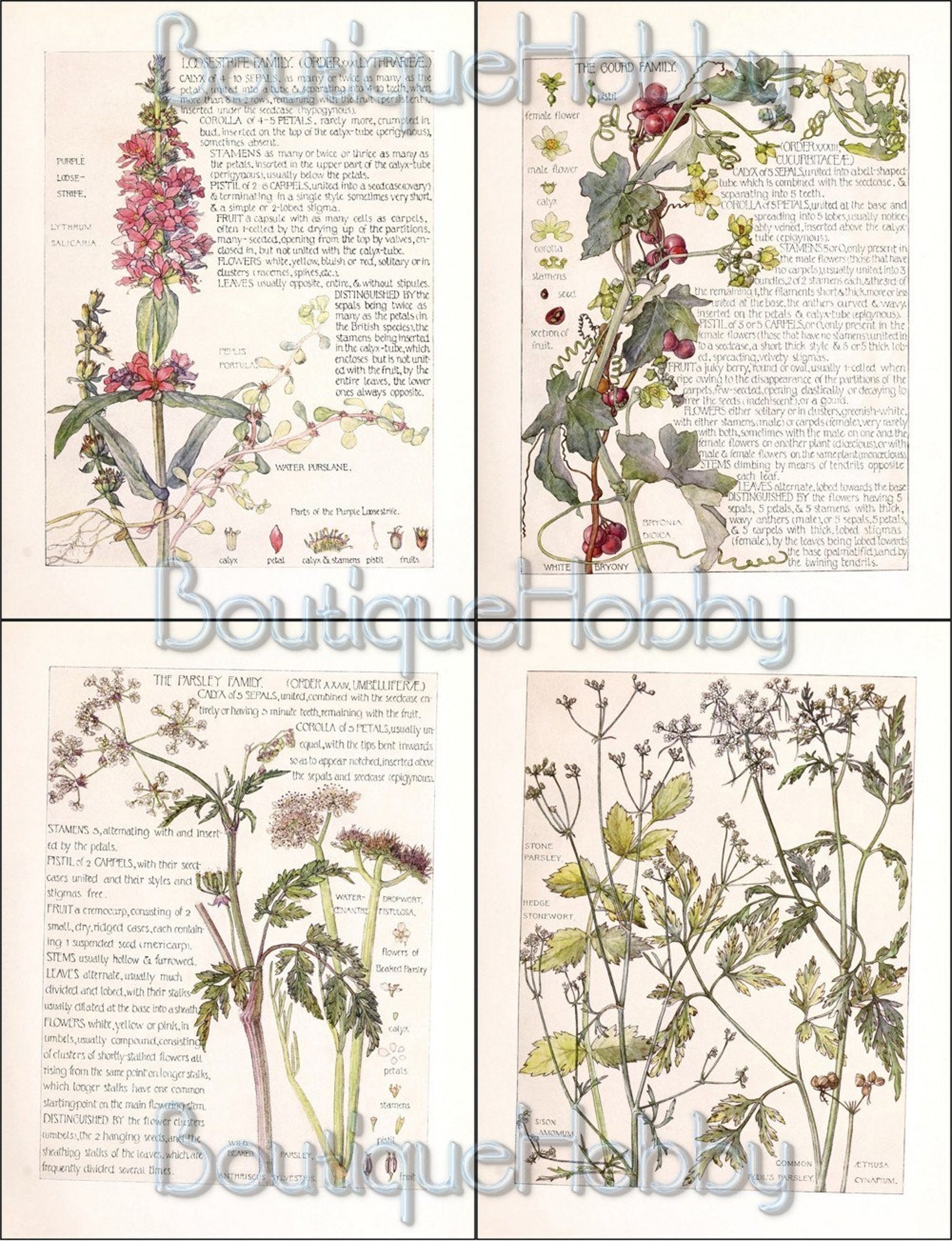 Vintage Wild Flowers,botanical Collage Book,instant Download Book Pages ...