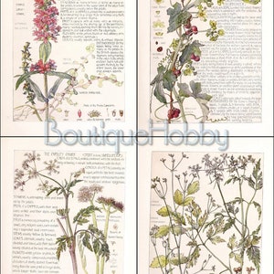 Vintage Wild Flowers,botanical Collage Book,instant Download Book Pages ...